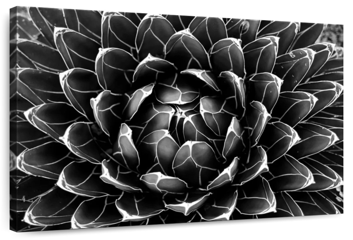 Elephant Stock Monochrome Royal Agave | Wayfair