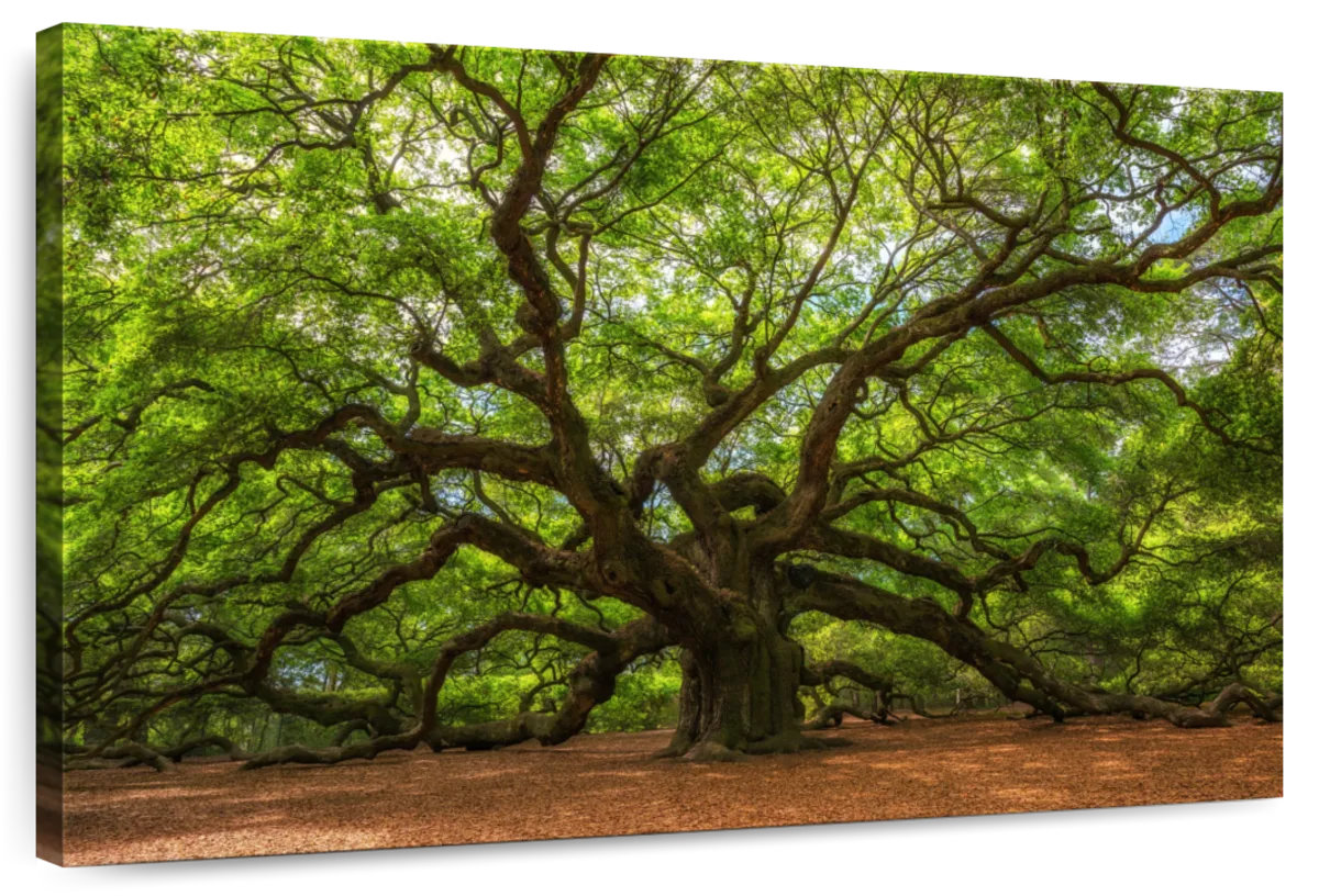 Elephant Stock Gnarled Oak Tree - Wayfair Canada