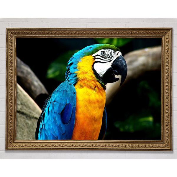 Bay Isle Home Amazing Parrot - Single Picture Frame Art Prints ...