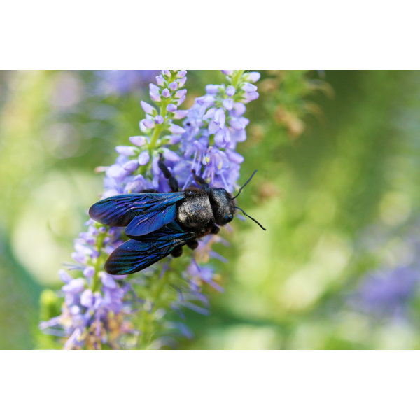 Gracie Oaks Emilly Wood Bee On Canvas Photograph | Wayfair