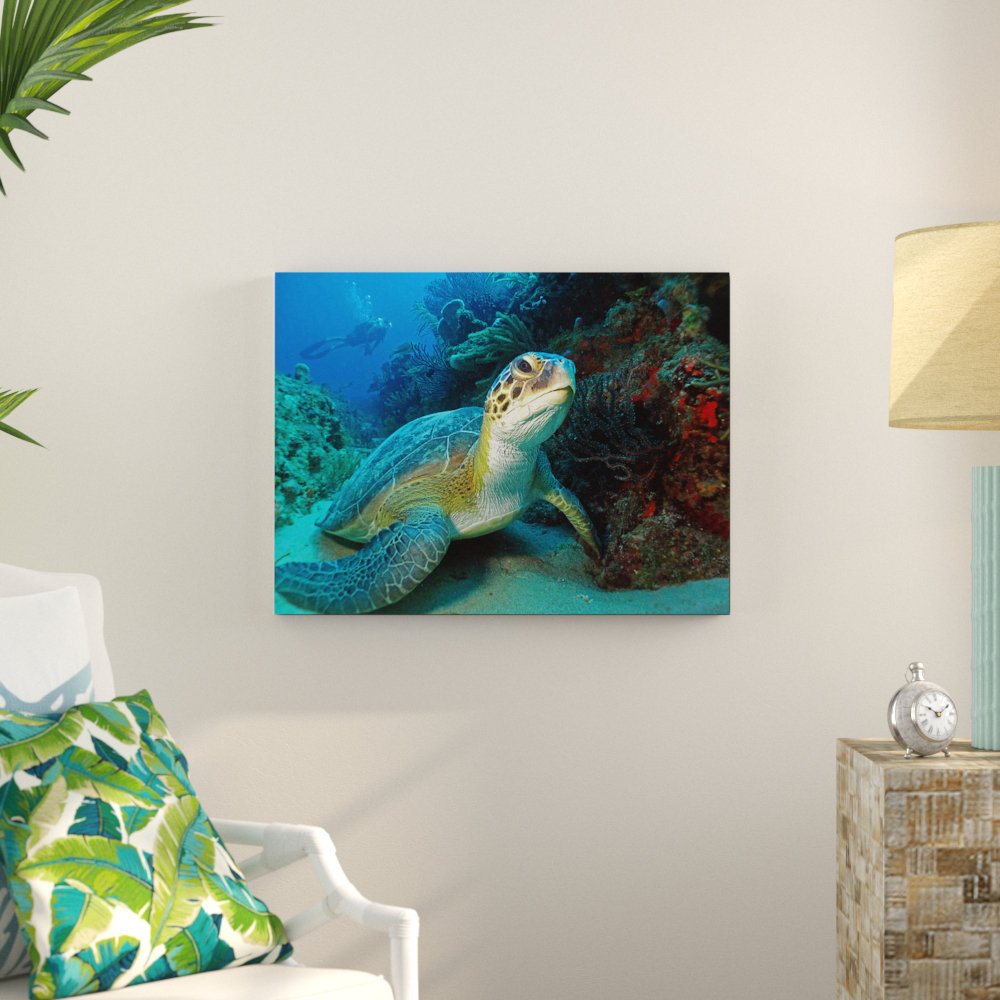 Bay Isle Home™ Turtle by Christopher Doherty - Wrapped Canvas ...