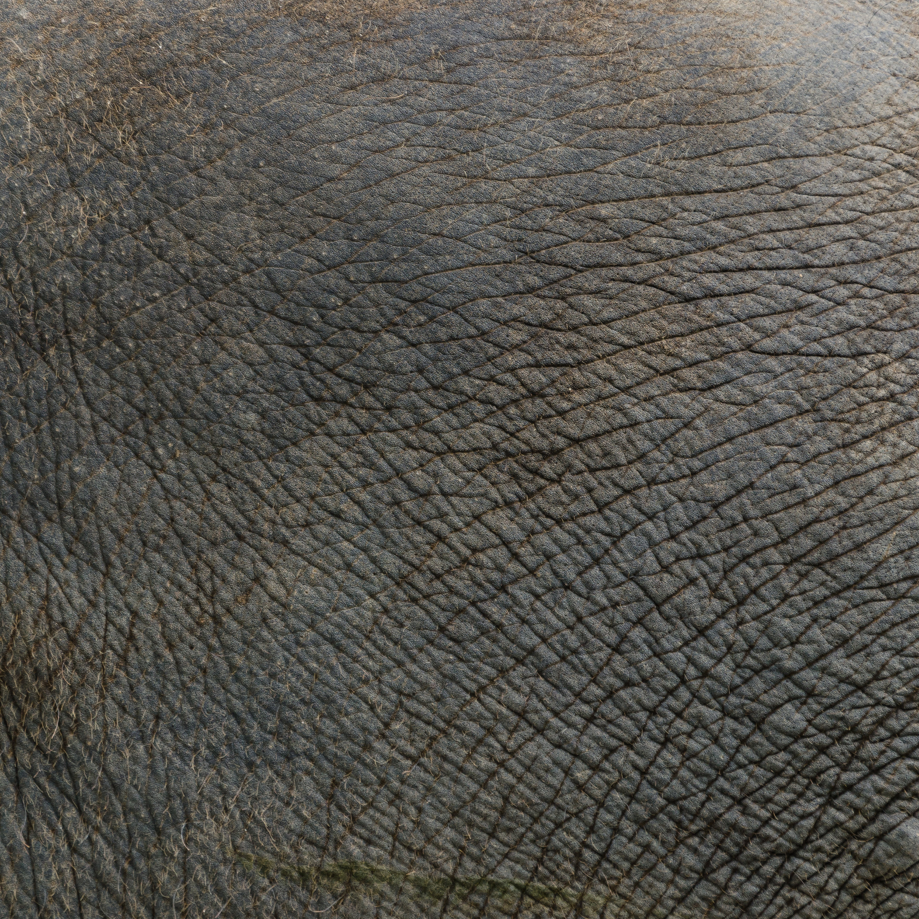 Latitude Run Elephant Skin Texture by Coolkengzz - Wrapped Canvas ...