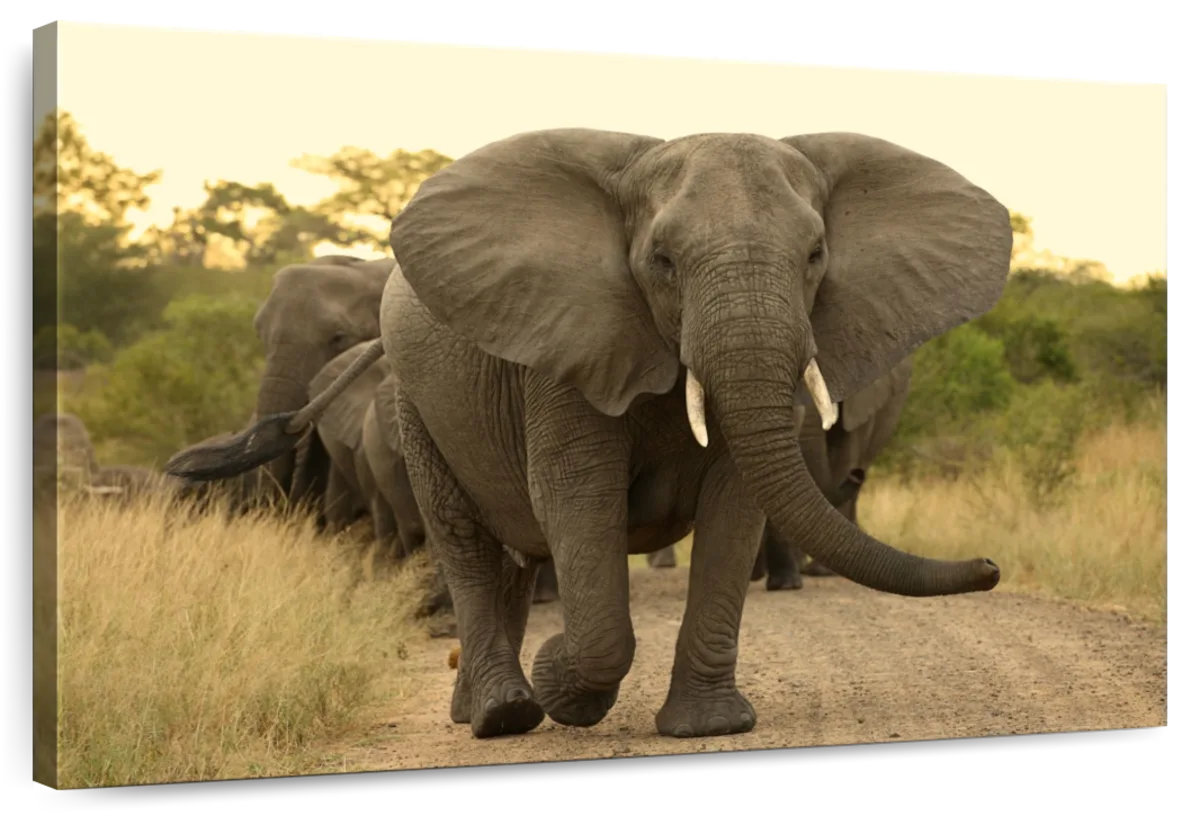 Ebern Designs Brampt The Elephant Walk - Wayfair Canada