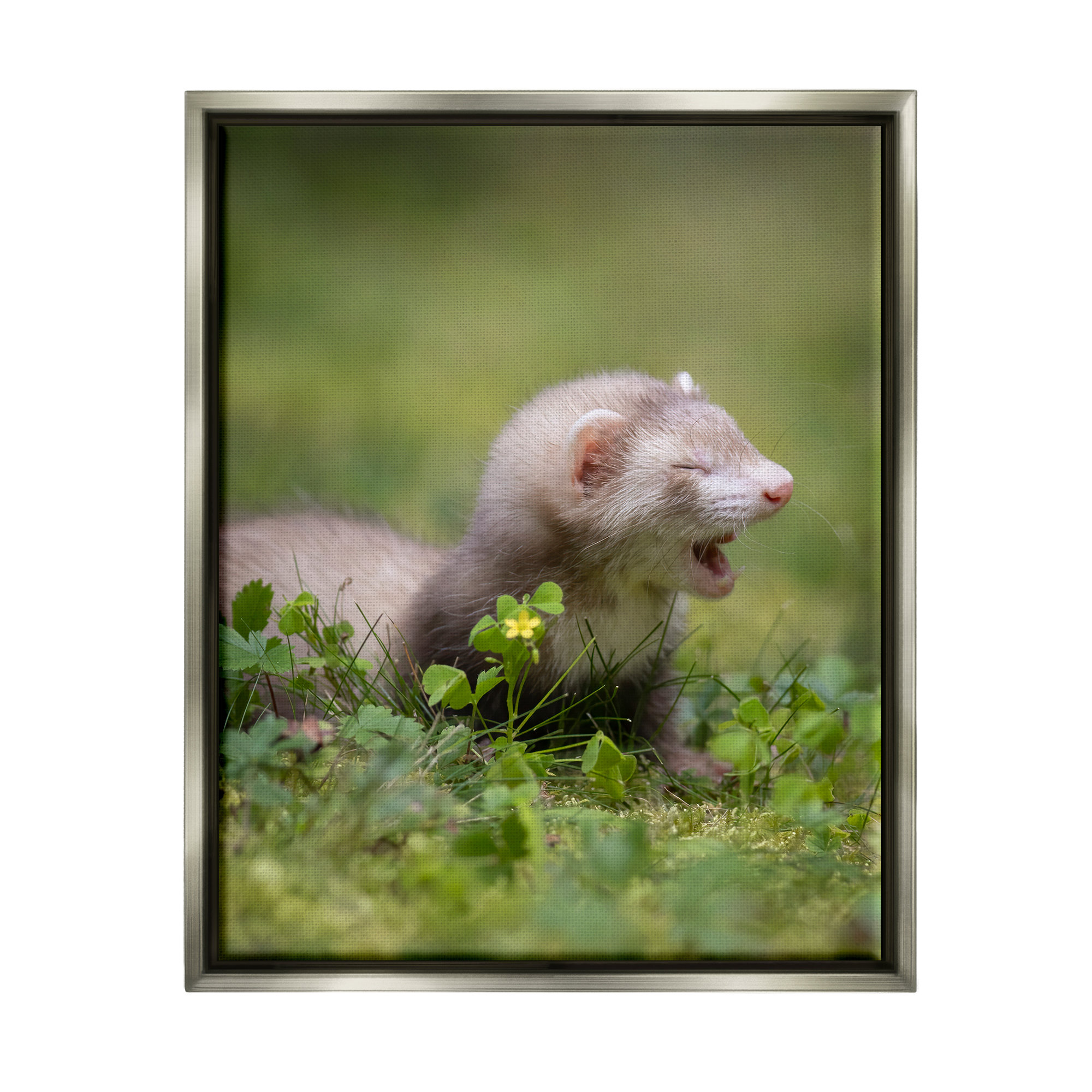 Stupell Industries Ba-371-Floater Baby Ferret In Grass Framed On Canvas ...