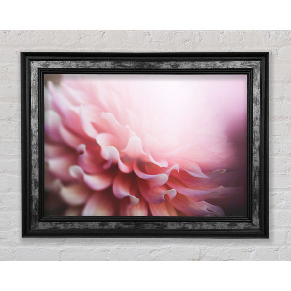 Bright Star Pink Flower Opening Inside - Single Picture Frame Art ...