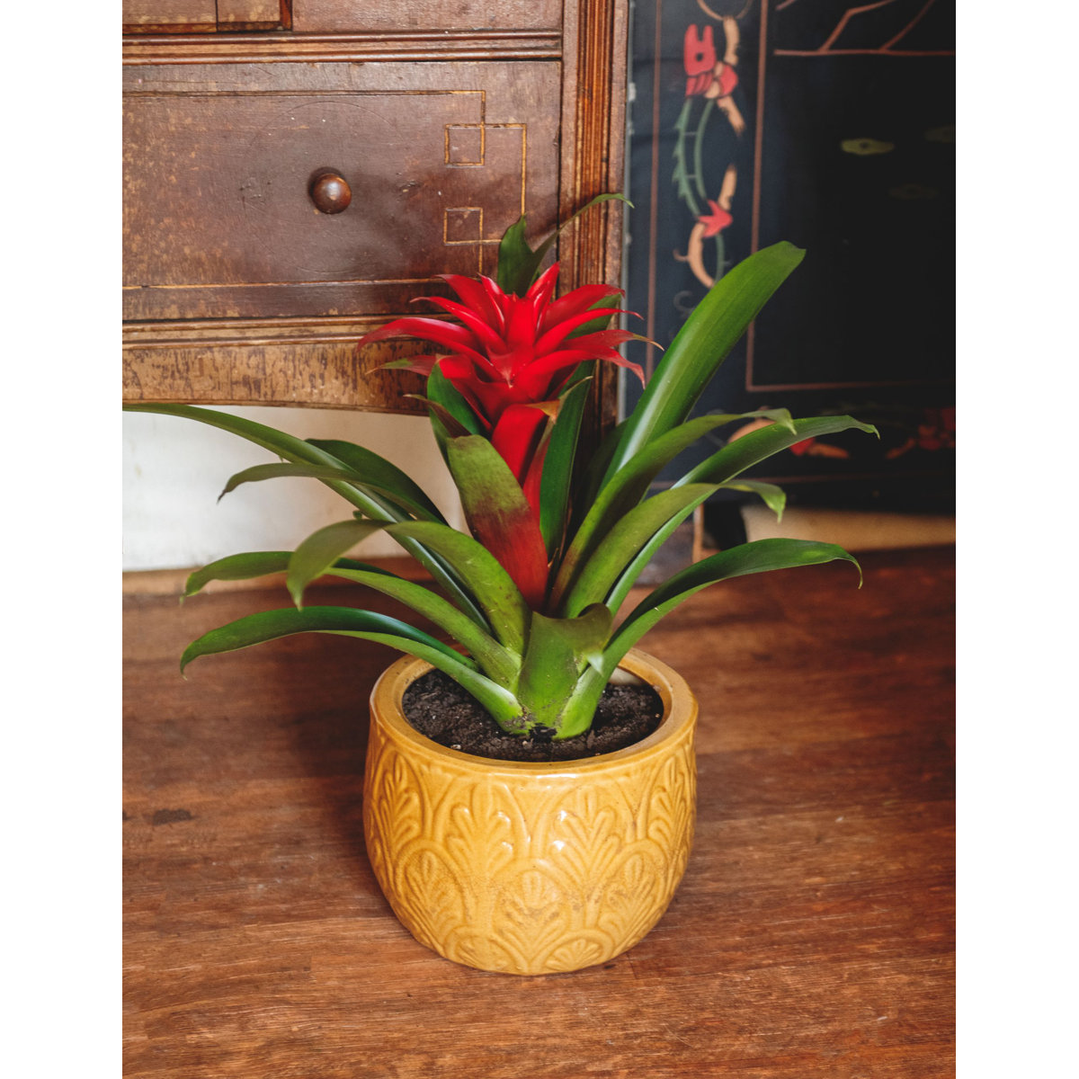 American Plant Exchange Tropical Flowering Bromeliad, Assorted Colors ...