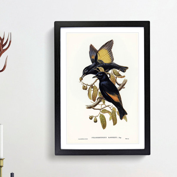 East Urban Home Rawnsley's Bowerbirds by Elizabeth Gould - Picture ...