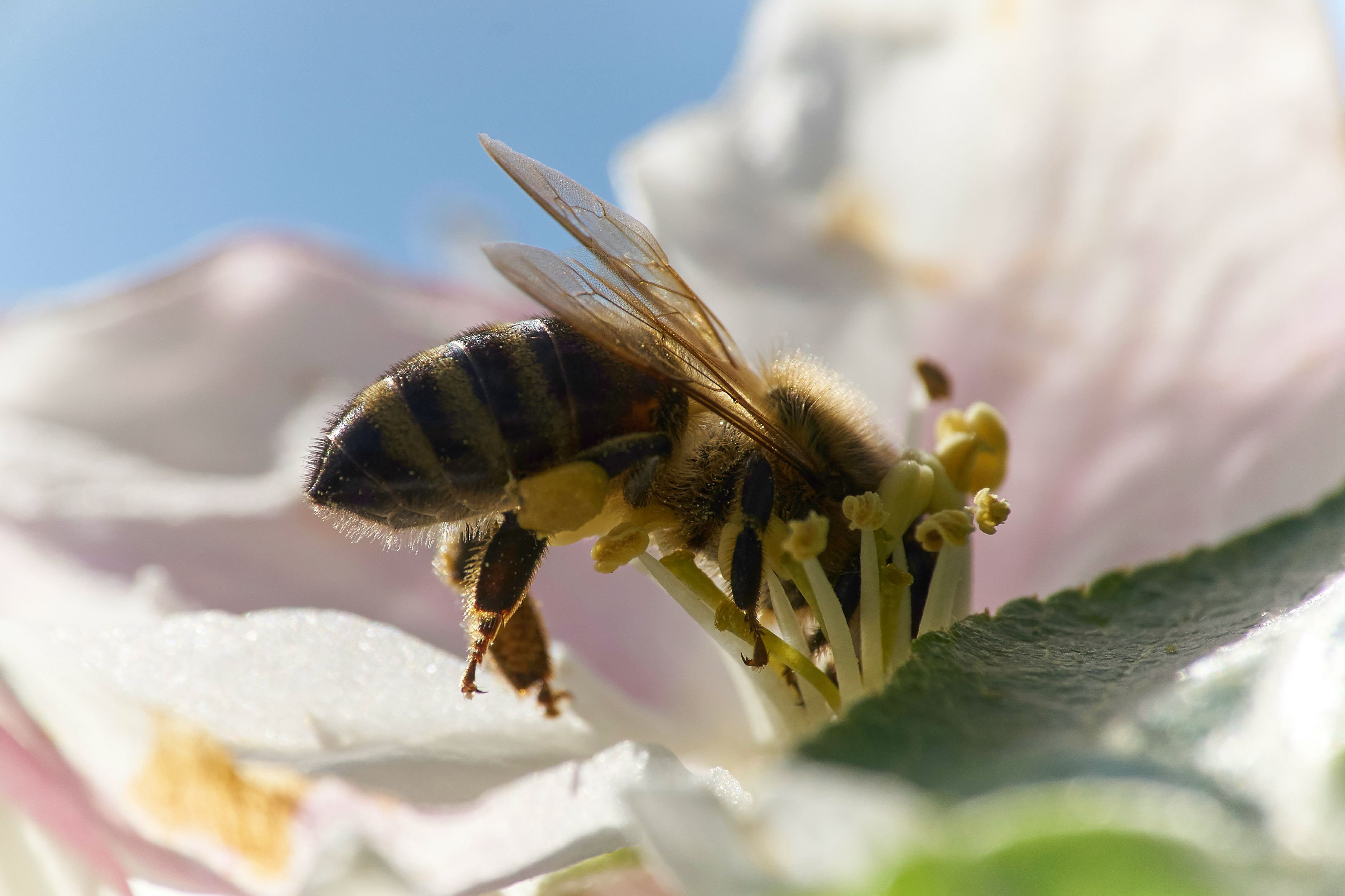 Ebern Designs Honey Bee Collecting Pollen - Wayfair Canada