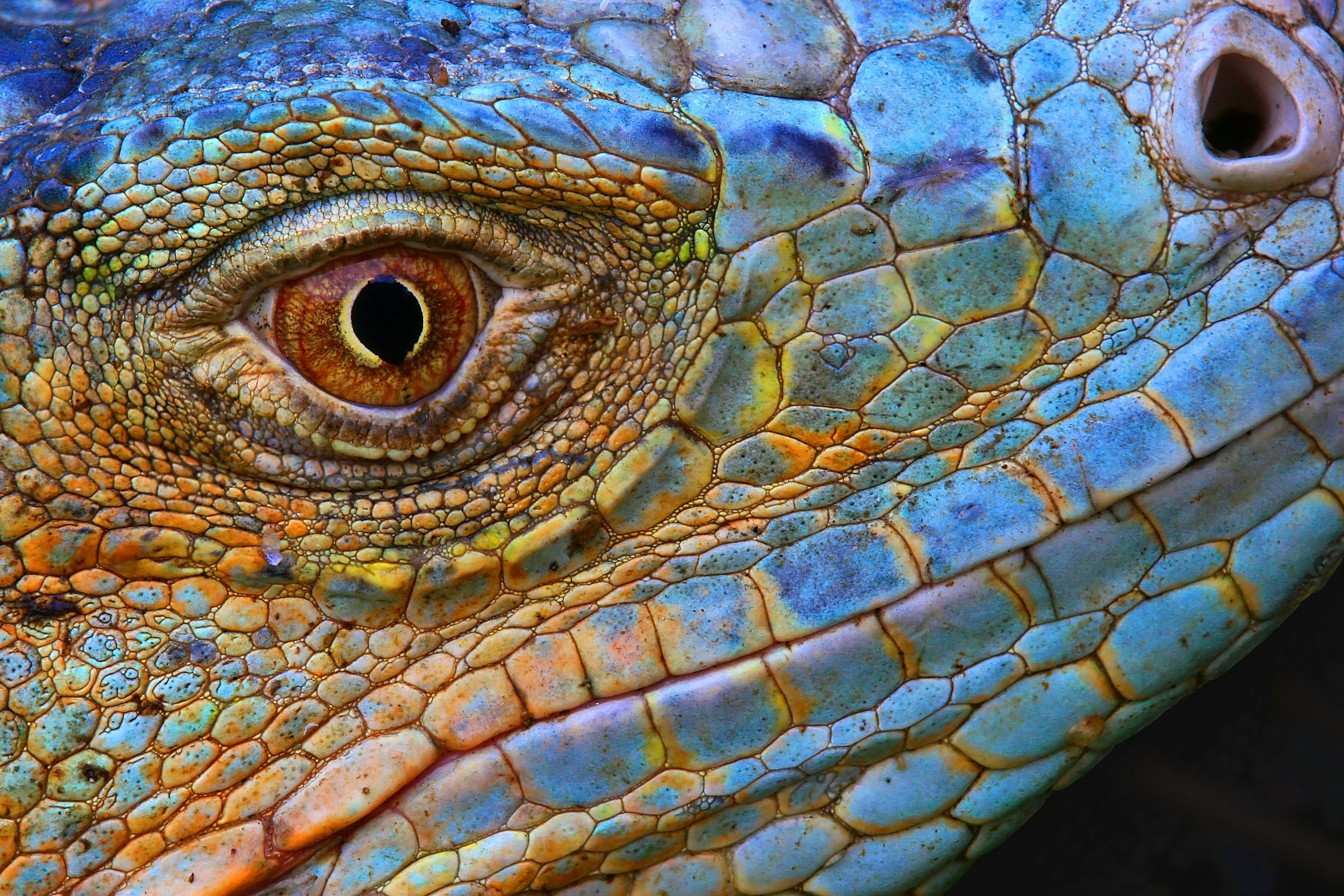 Ebern Designs Close-Up Of Scaly Blue Iguana Head by Tessarthetegu ...