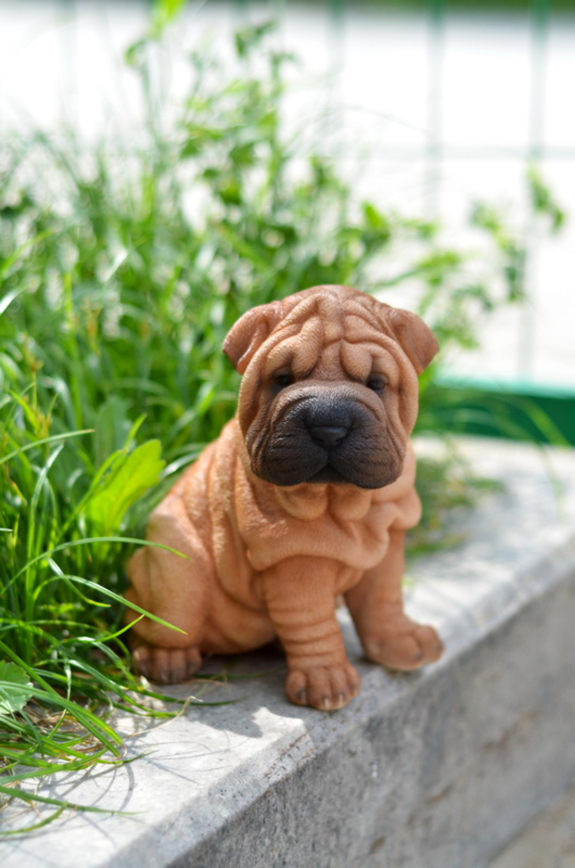 Hi-Line Gift Ltd. Sitting Shar Pei Puppy Statue & Reviews | Wayfair