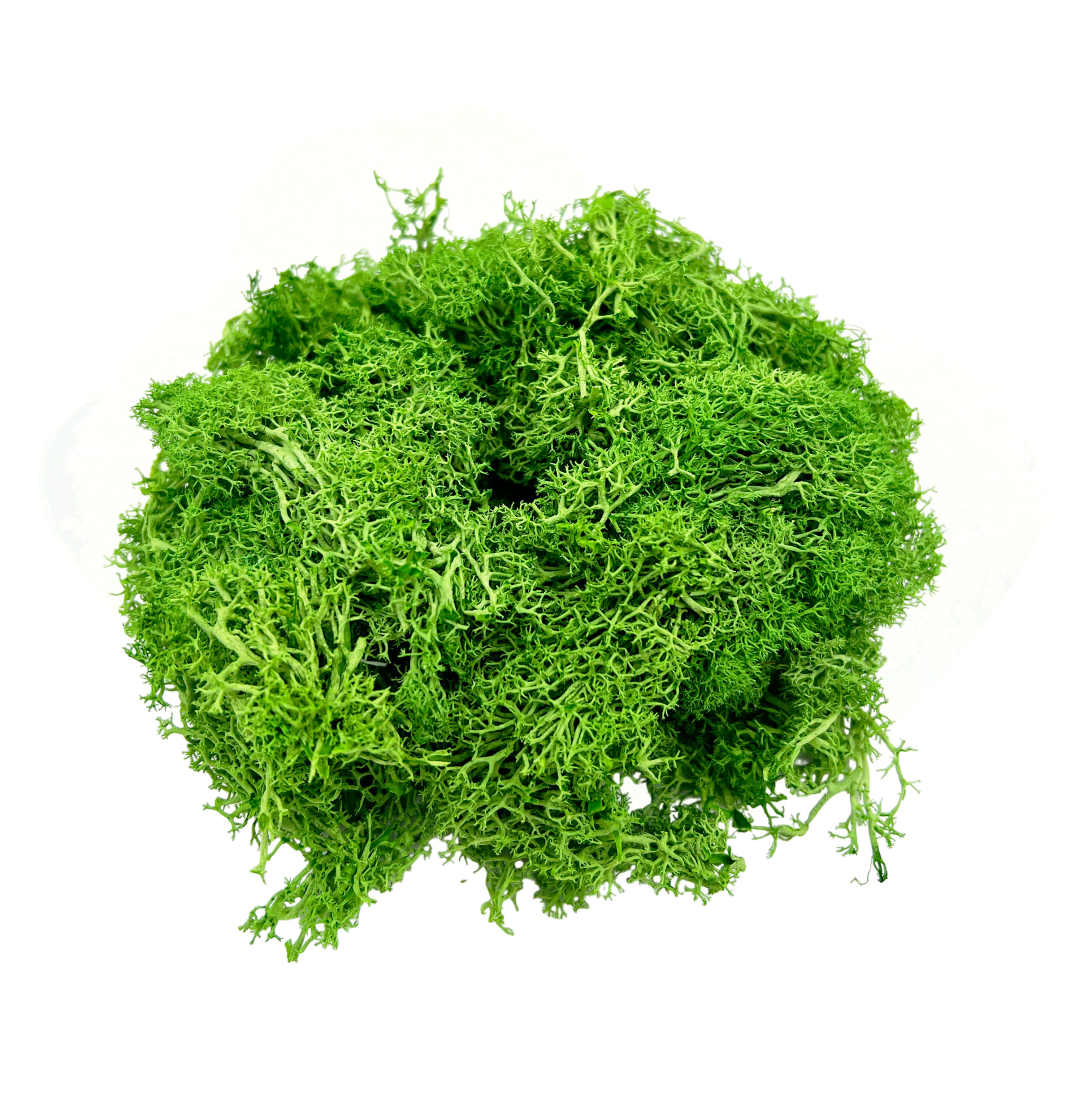 Primrue Preserved Reindeer Moss in Emerald Green | Wayfair