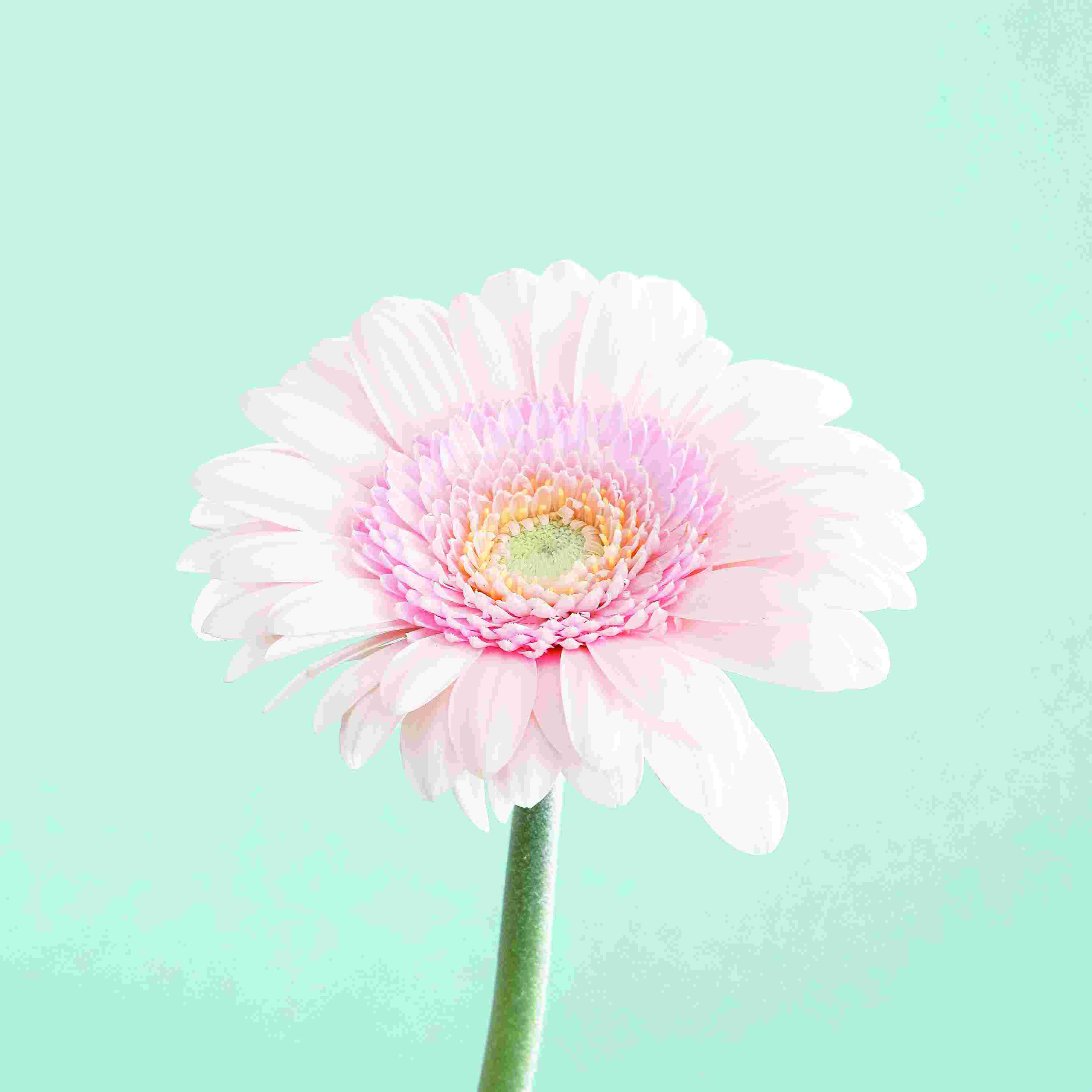 Winston Porter Print Brave Flower - Wayfair Canada