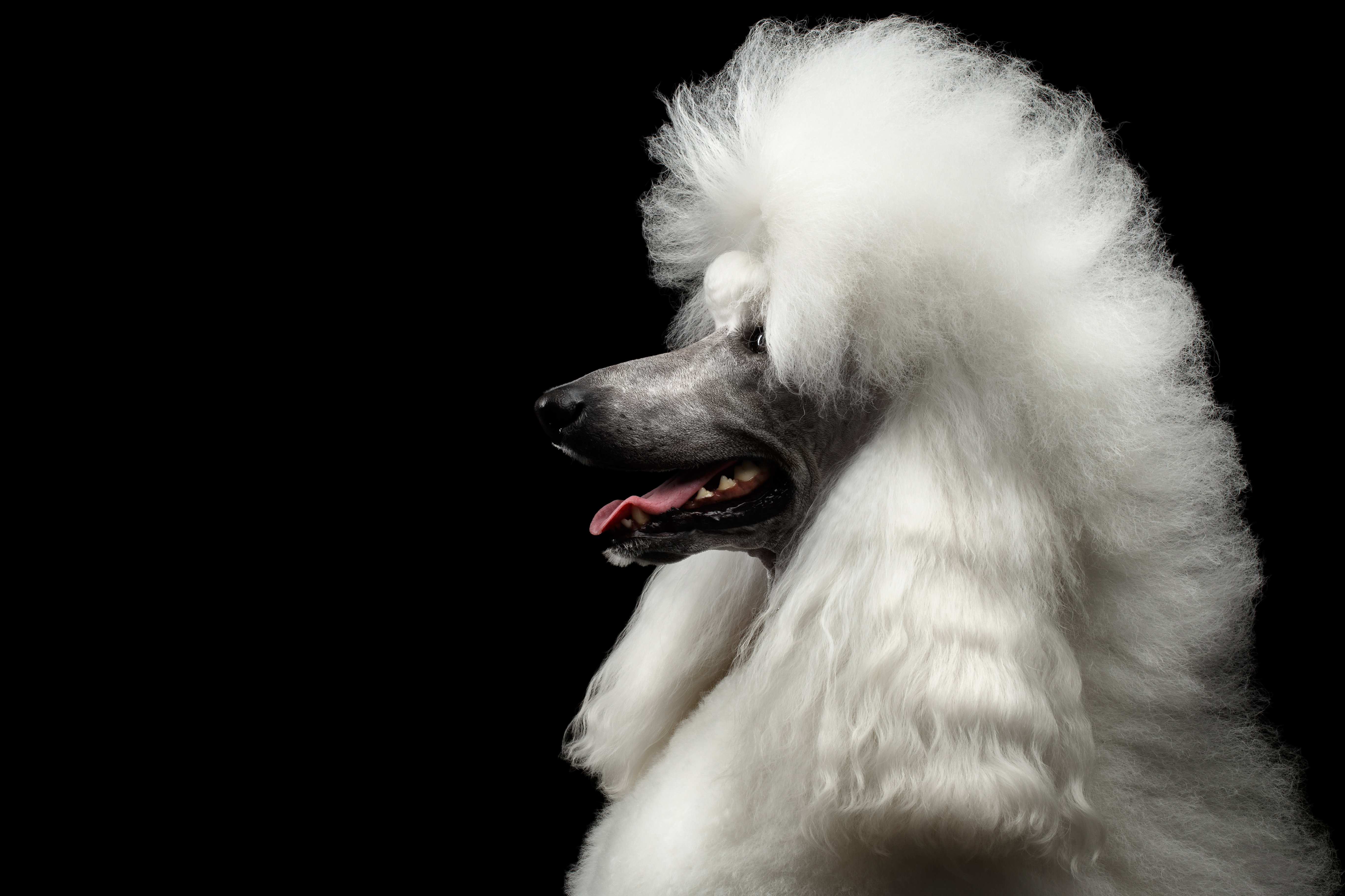 Ebern Designs White Royal Poodle - Wayfair Canada