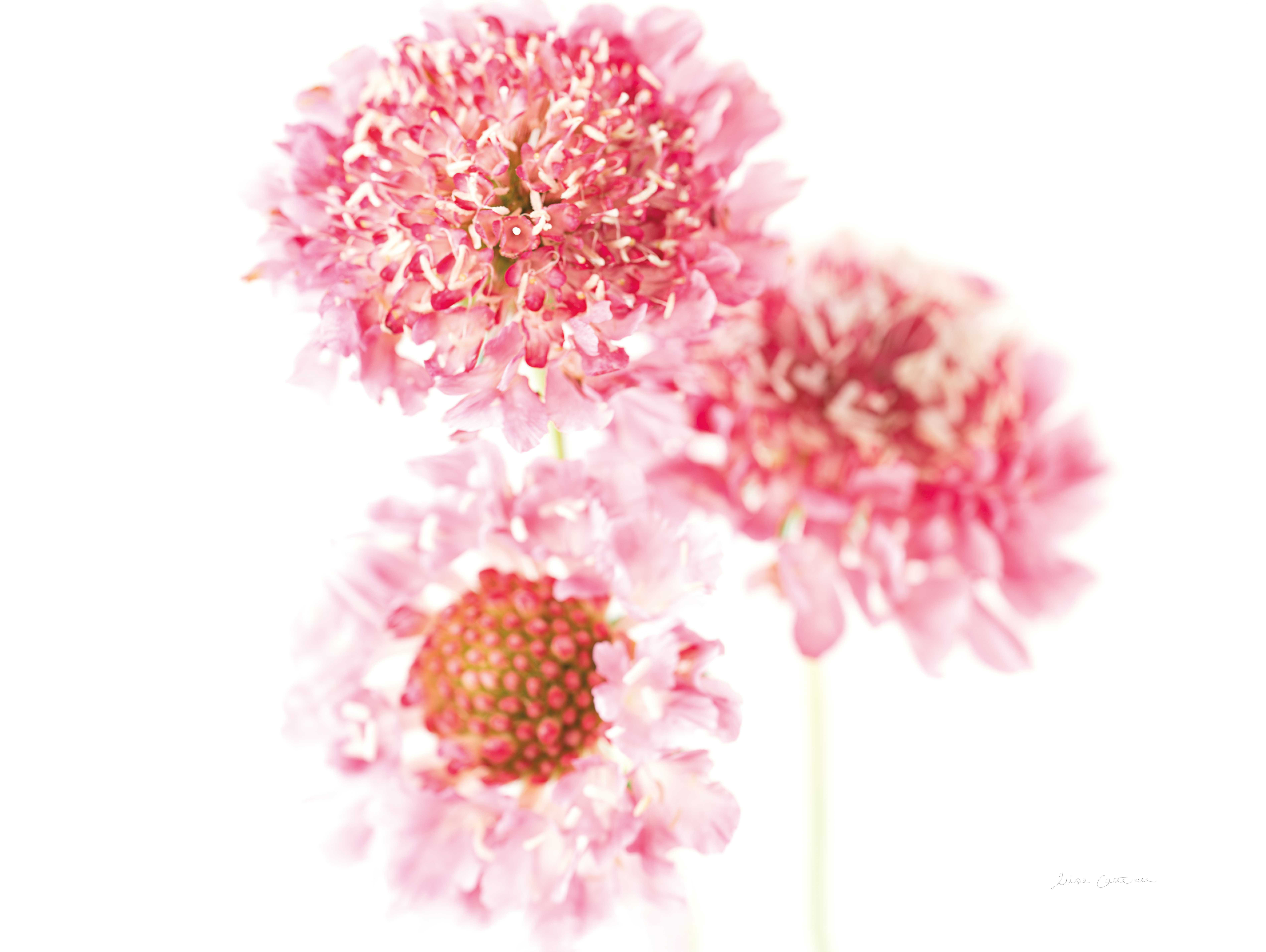 Wildon Home® Pink Scabiosa Trio - Wayfair Canada