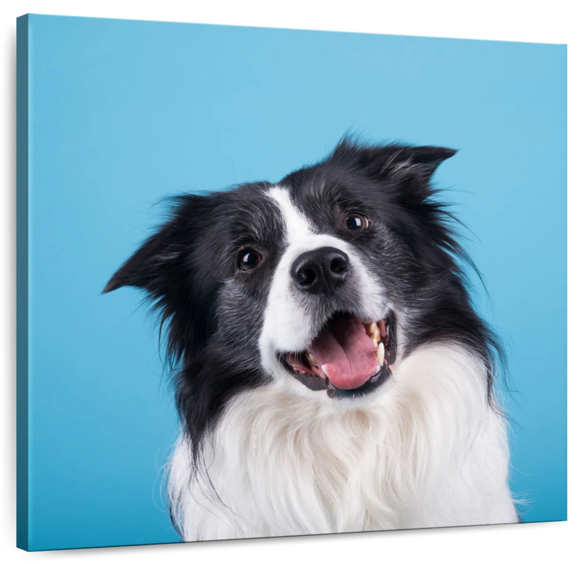 Ebern Designs Crowle Happy Border Collie | Wayfair