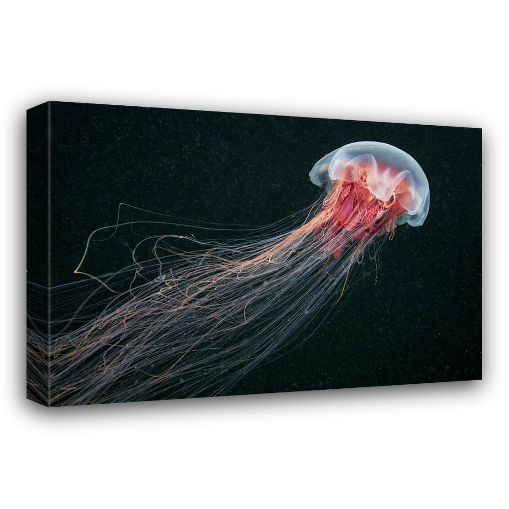 Dovecove Forance Longtail - Wrapped Canvas Print | Wayfair