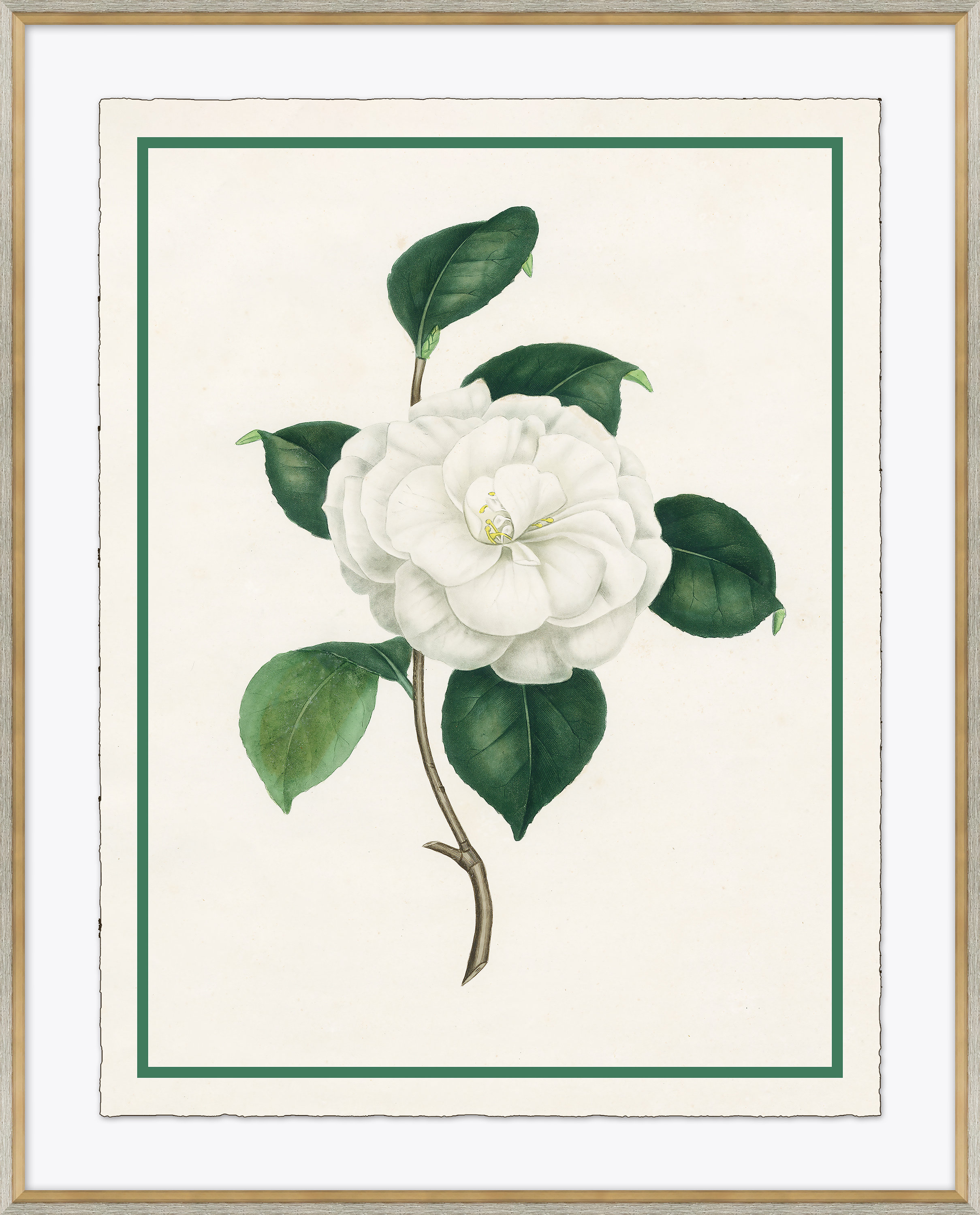 Soicher Marin Flora III - Picture Frame Graphic on Paper | Wayfair