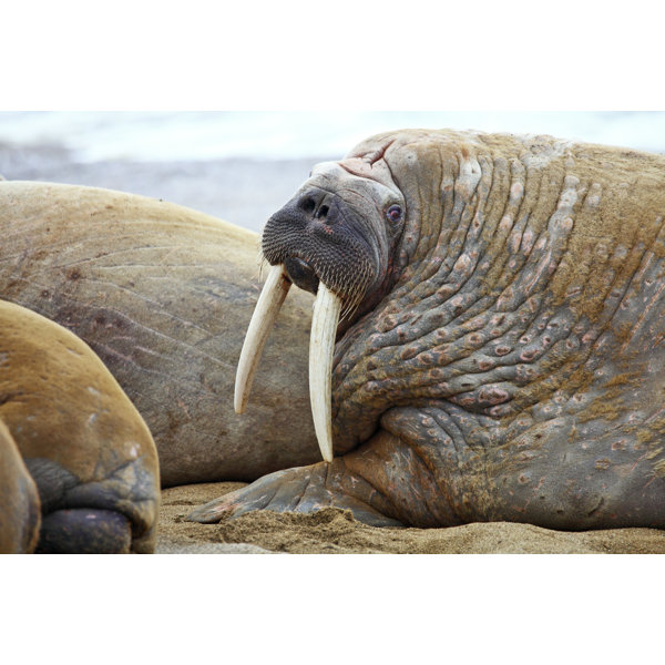 Highland Dunes Maltare Walrus On Canvas Print | Wayfair