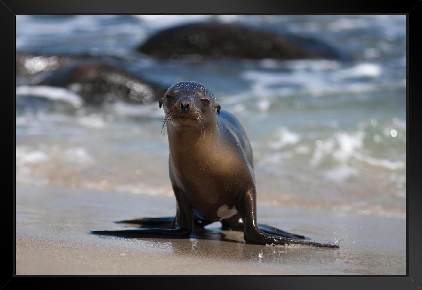 Rosecliff Heights Bébé otarie sur la plage, La Jolla, Californie, photo ...