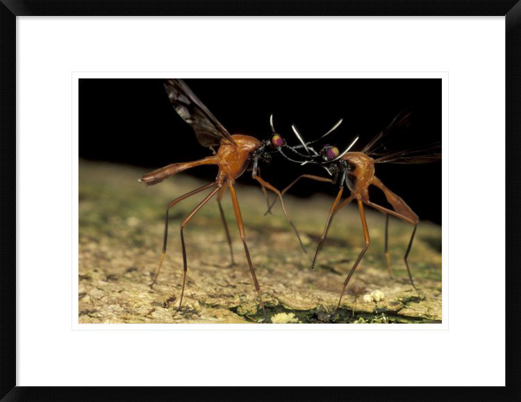 Global Gallery 'Stag Fly Males Battling, Papua New Guinea' Framed ...