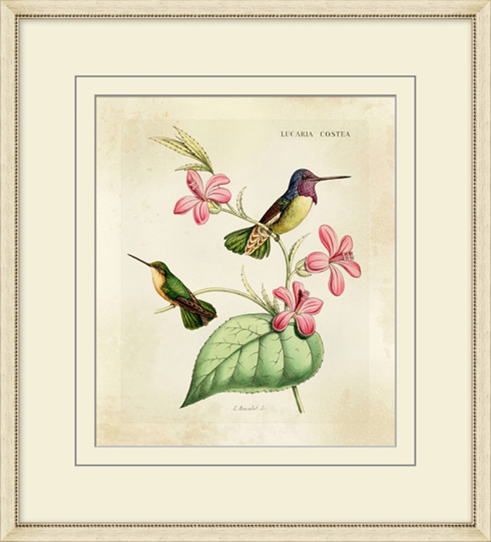 Wendover Art Group Brilliant Hummingbird Collection 4 by No Artist ...