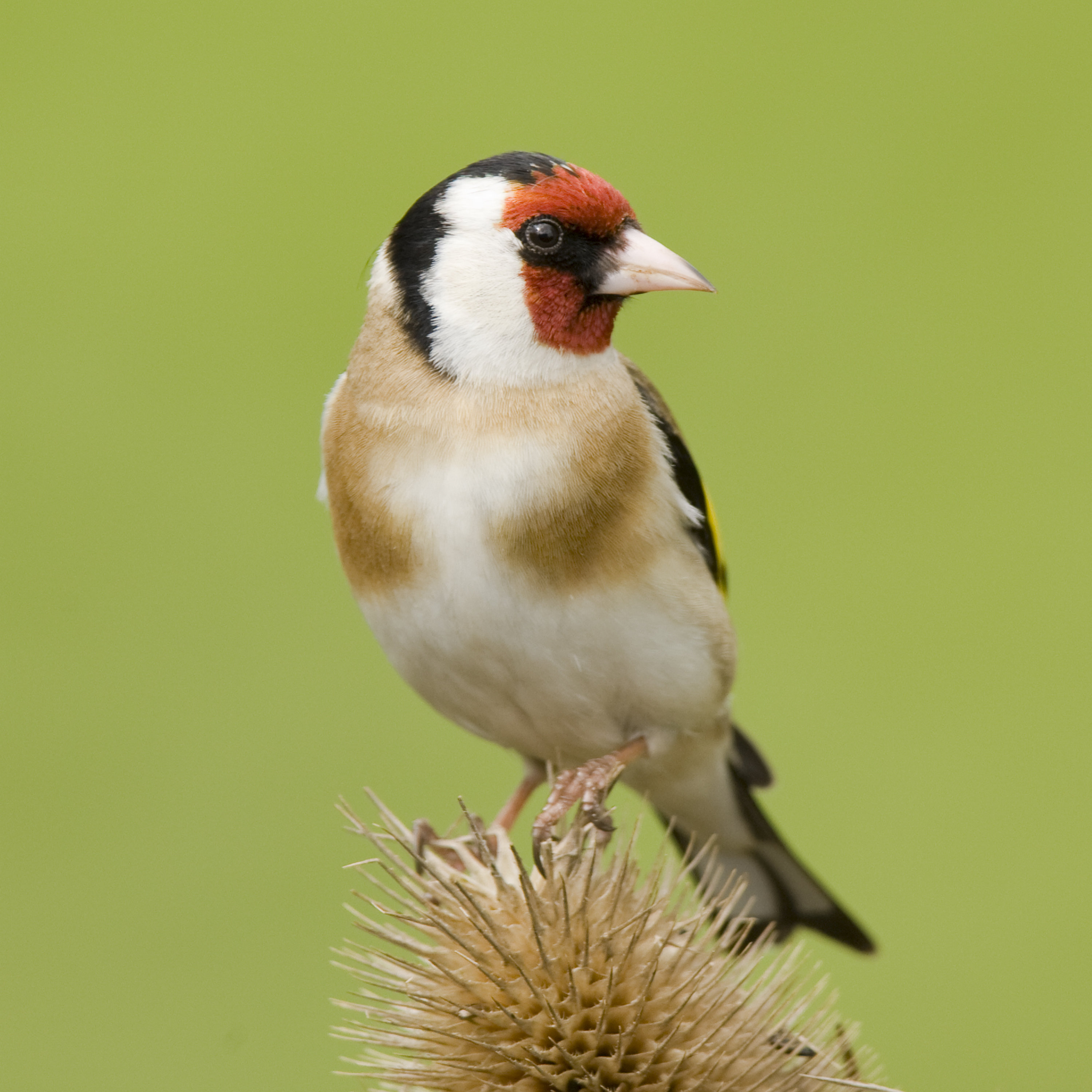 Ebern Designs Goldfinch by Andrew_Howe - Wayfair Canada