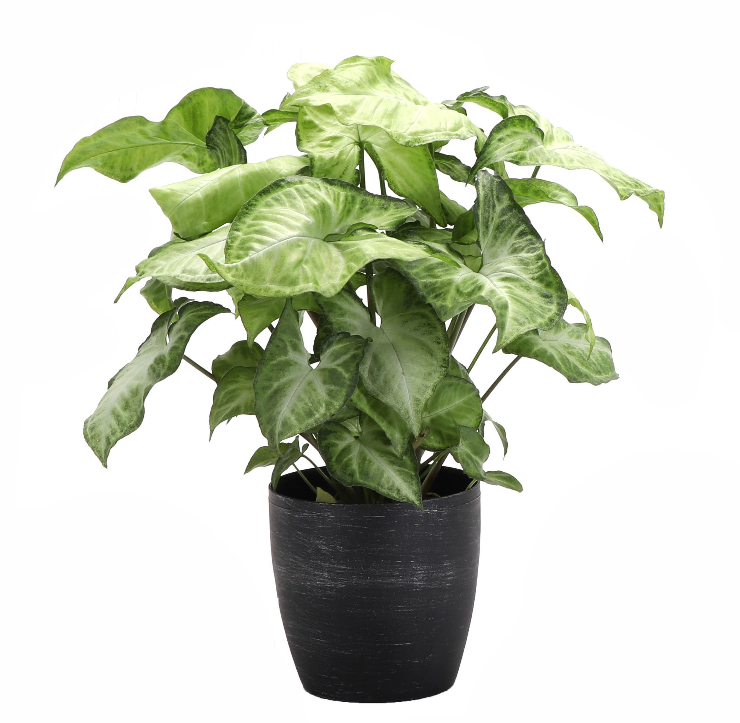 Thorsen's Greenhouse Live White Butterfly Plant in Classic Pot ...