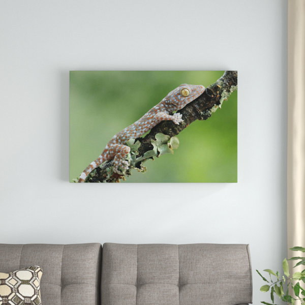 East Urban Home " Tokay Gecko Juvenile " - Wayfair Canada