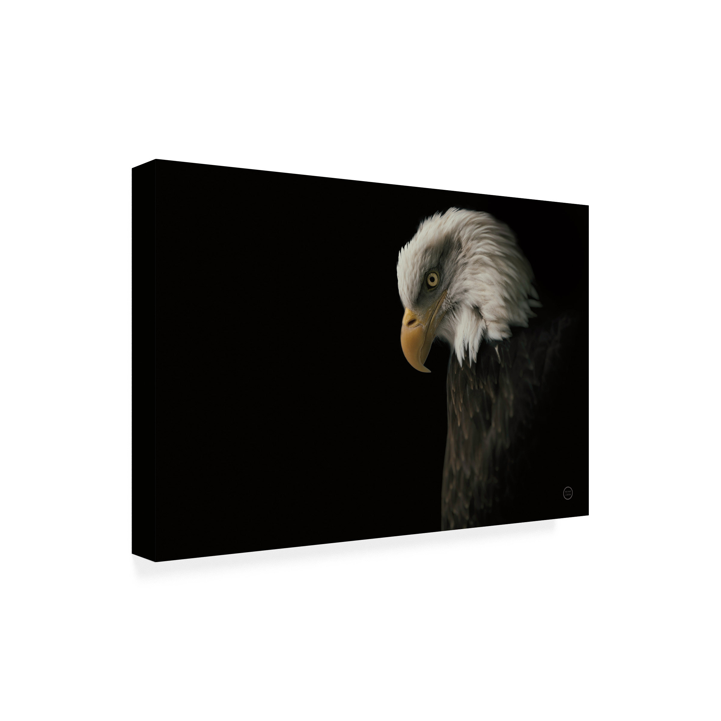Loon Peak® Nathan Larson ''Eagle Bow'' Canvas Art | Wayfair