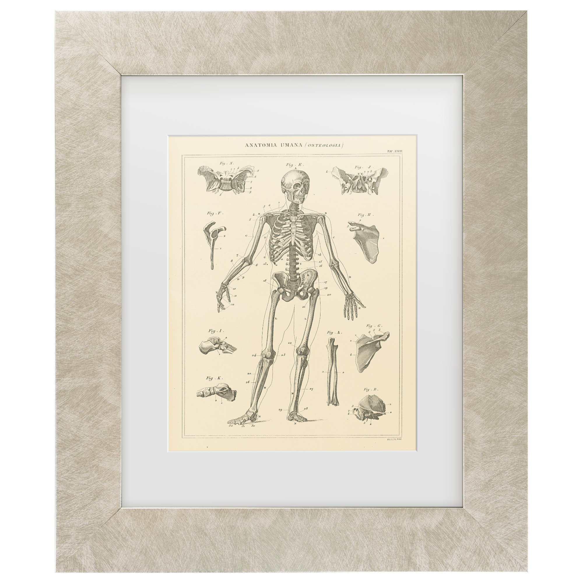 Trademark Canvas Art Skeleton Chart Framed On Canvas by Wild Apple ...