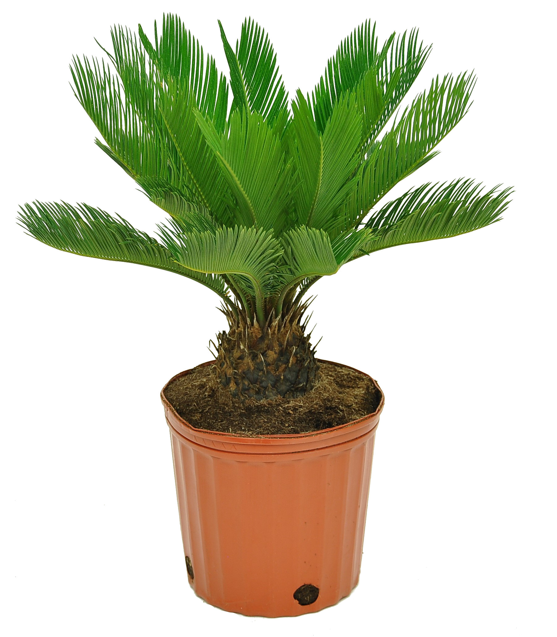 Costa Farms Sago Palm Tree in Nursery Pot & Reviews | Perigold