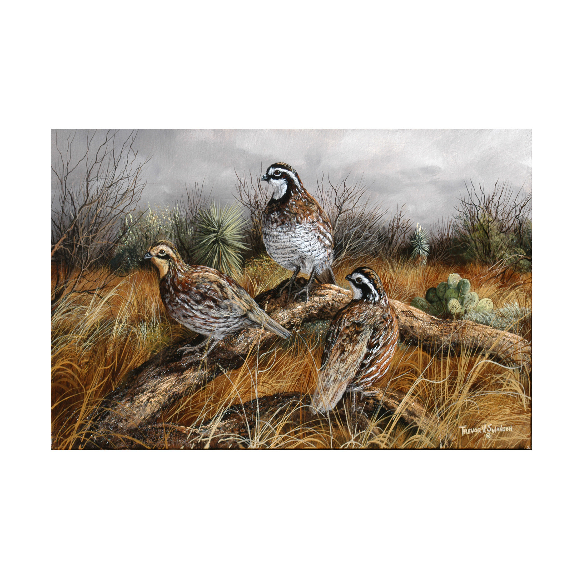 Winston Porter Bobwhite Trio 2 by Trevor V. Swanson Canvas Art | Wayfair