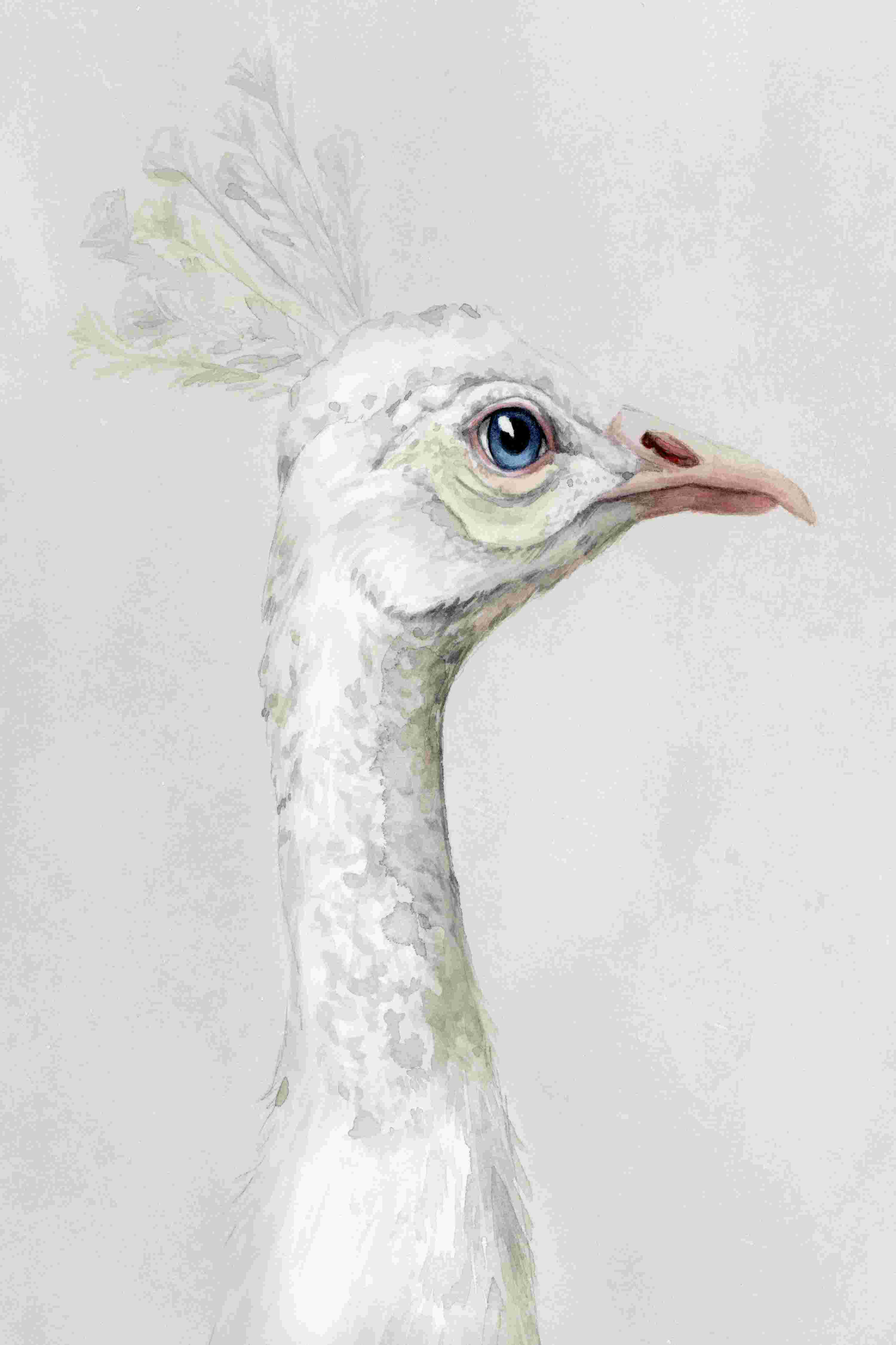 Bungalow Rose Alpine Peacock I - Wayfair Canada