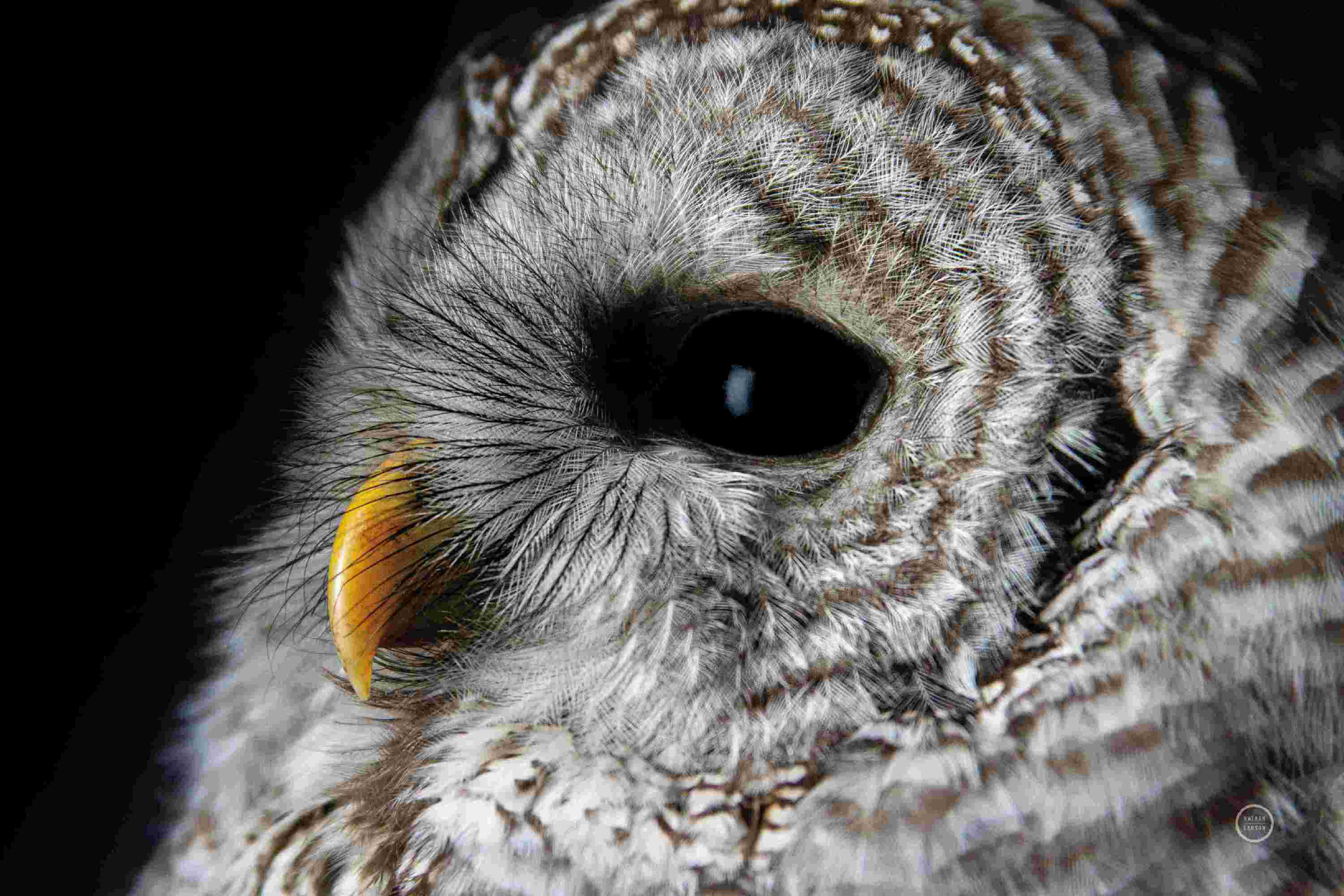 Loon Peak Barred Owl Portrait - Wayfair Canada