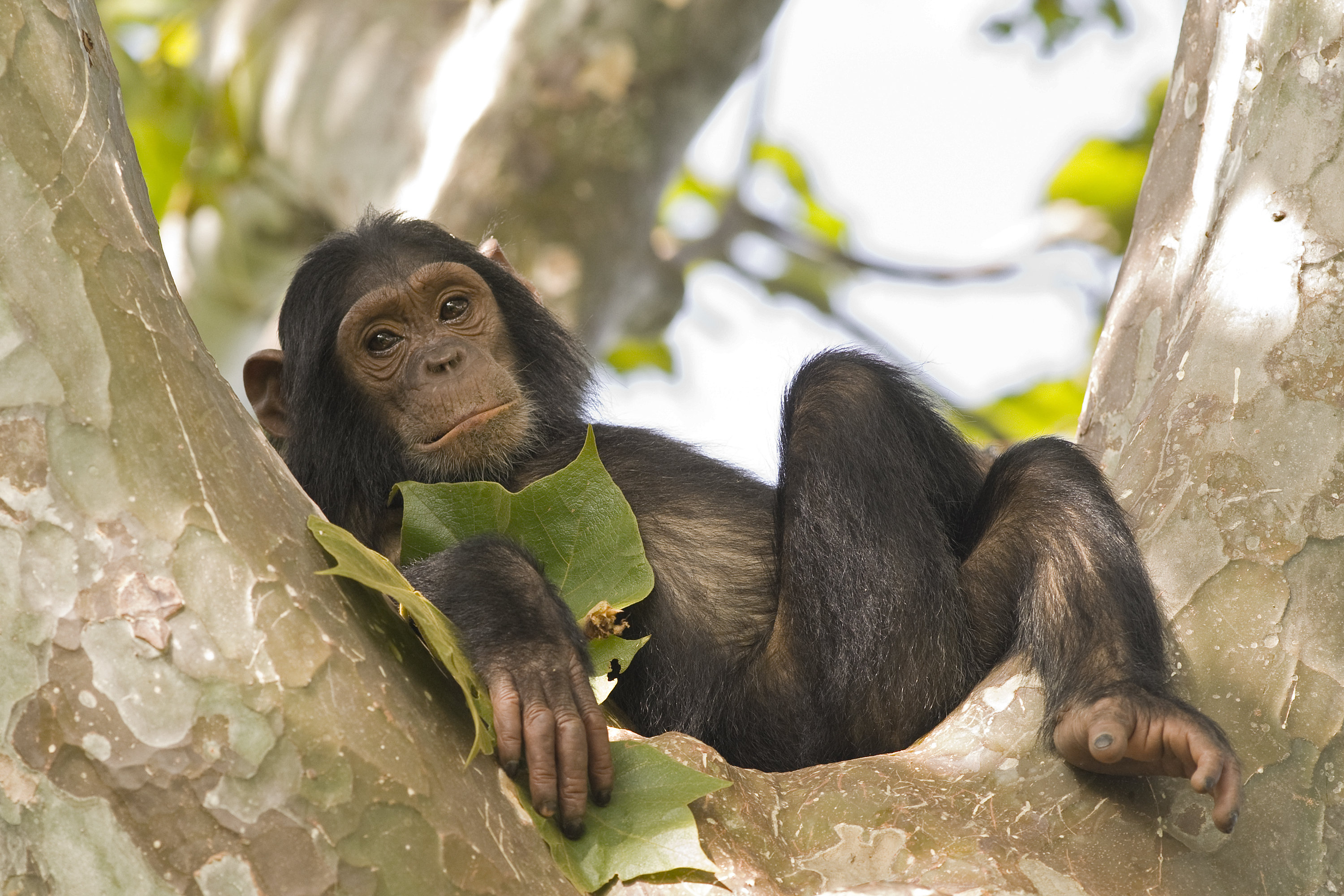 Dakota Fields Young Chimpanzee Relaxing in a Tree by Guenterguni | Wayfair