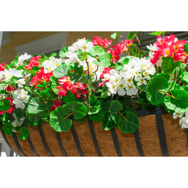 Primrue Geranium Window Box | Wayfair