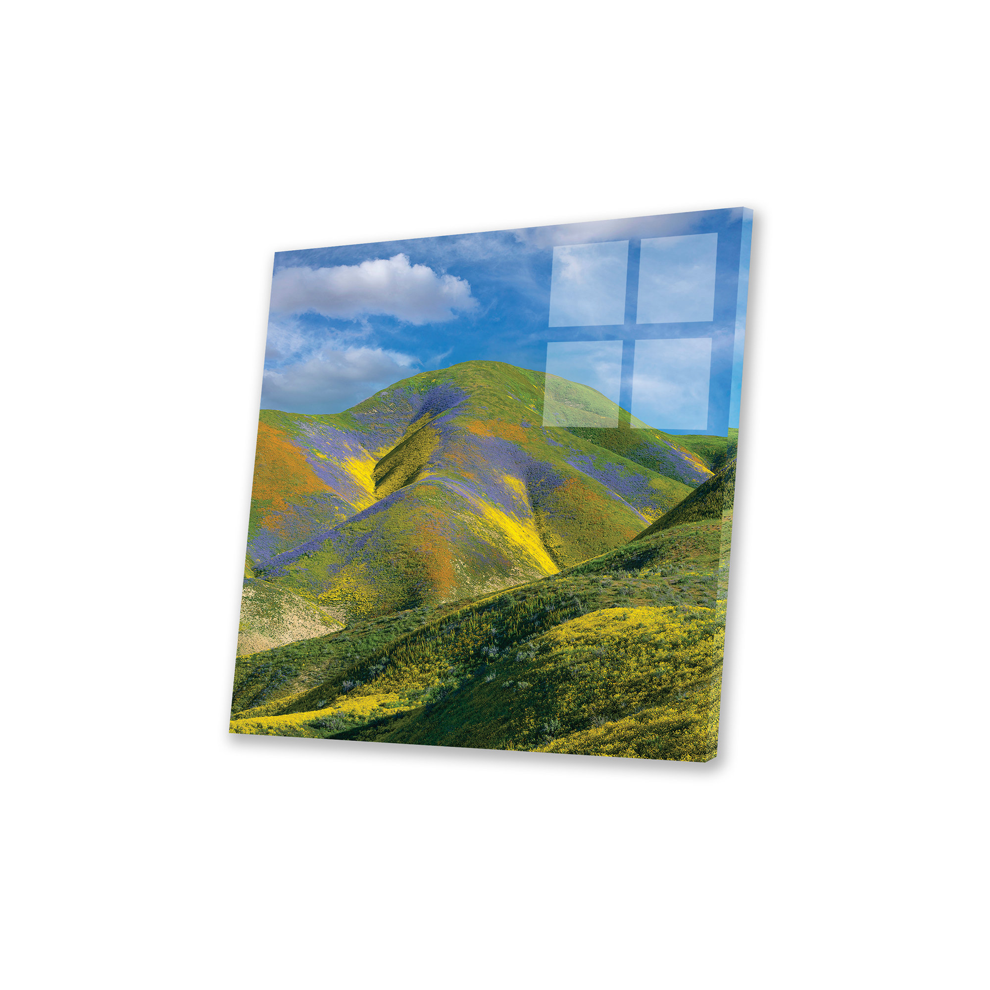 Millwood Pines Phacelia And Hillside Daisy Wildflower Bloom, Temblor ...