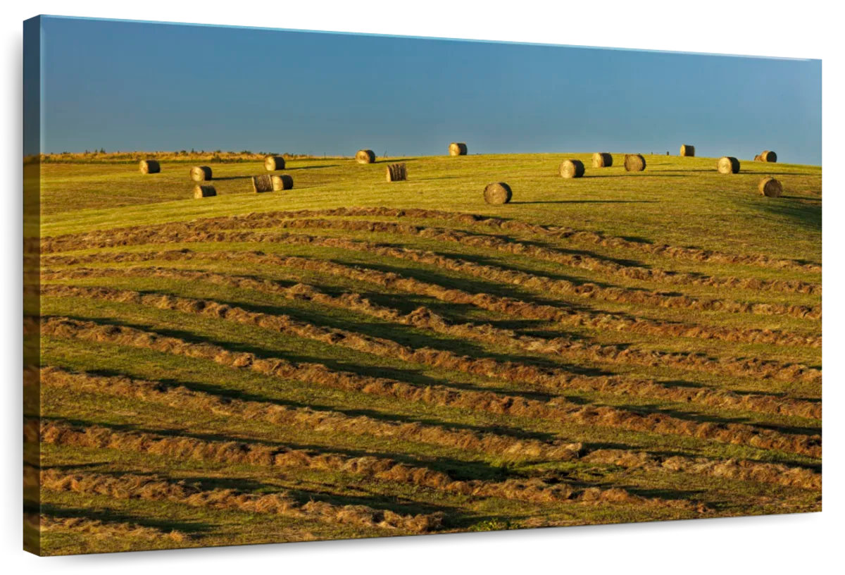 Millwood Pines Alvord Scattered Hay Bales | Wayfair
