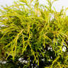 Plants by Mail 2.5 Gal. Golden Mop False Cypress - Evergreen False ...