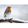 17 Stories Robin by Andrew_Howe - Print | Wayfair.co.uk