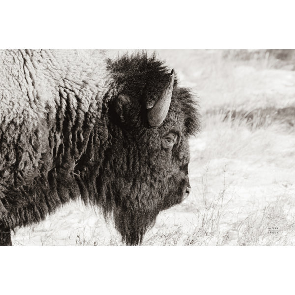 Union Rustic Keishon Bison Profile BW by Nathan Larson - Wrapped Canvas ...