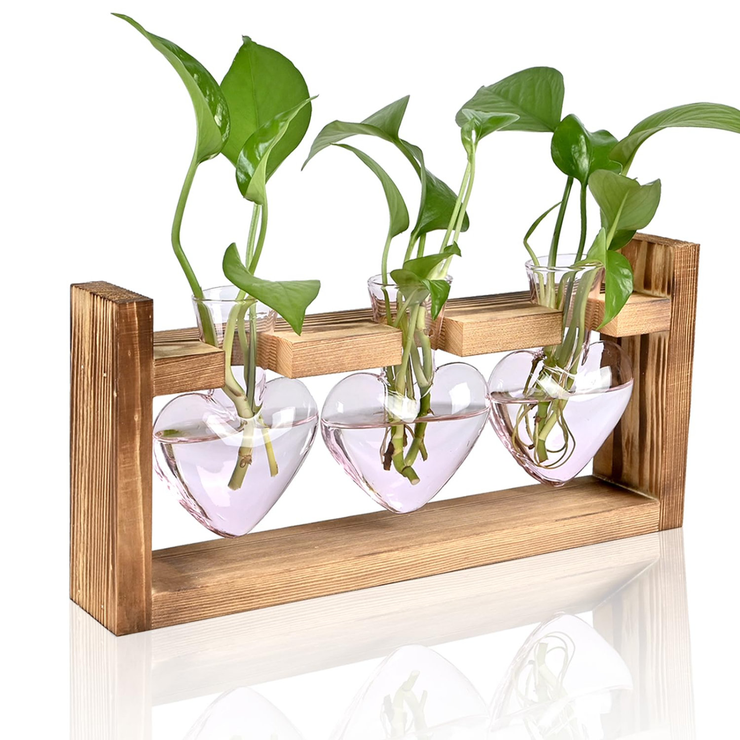 Ophelia & Co. Plant Terrarium Propagation Stations Hydroponics Home ...