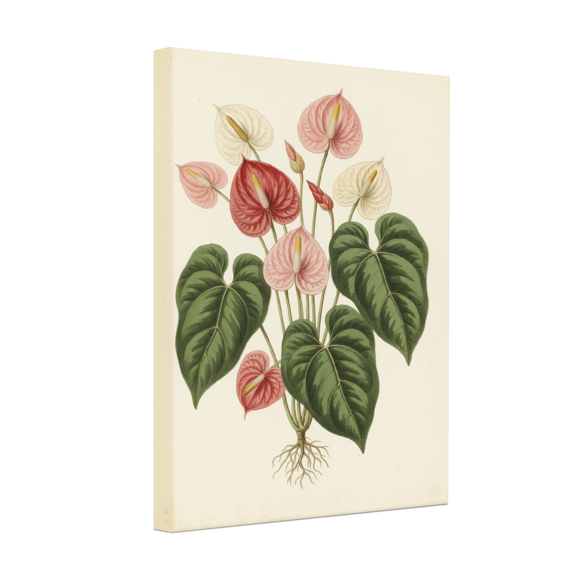 Canora Grey Plants & Flowers Anthurium Flowers With Leaves And Roots ...
