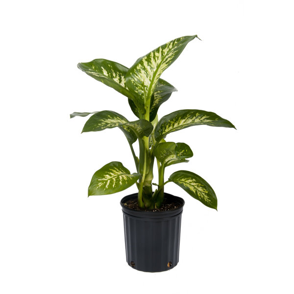 Costa Farms Indoor Dieffenbachia House Plant in 10-inch Grow Pot ...