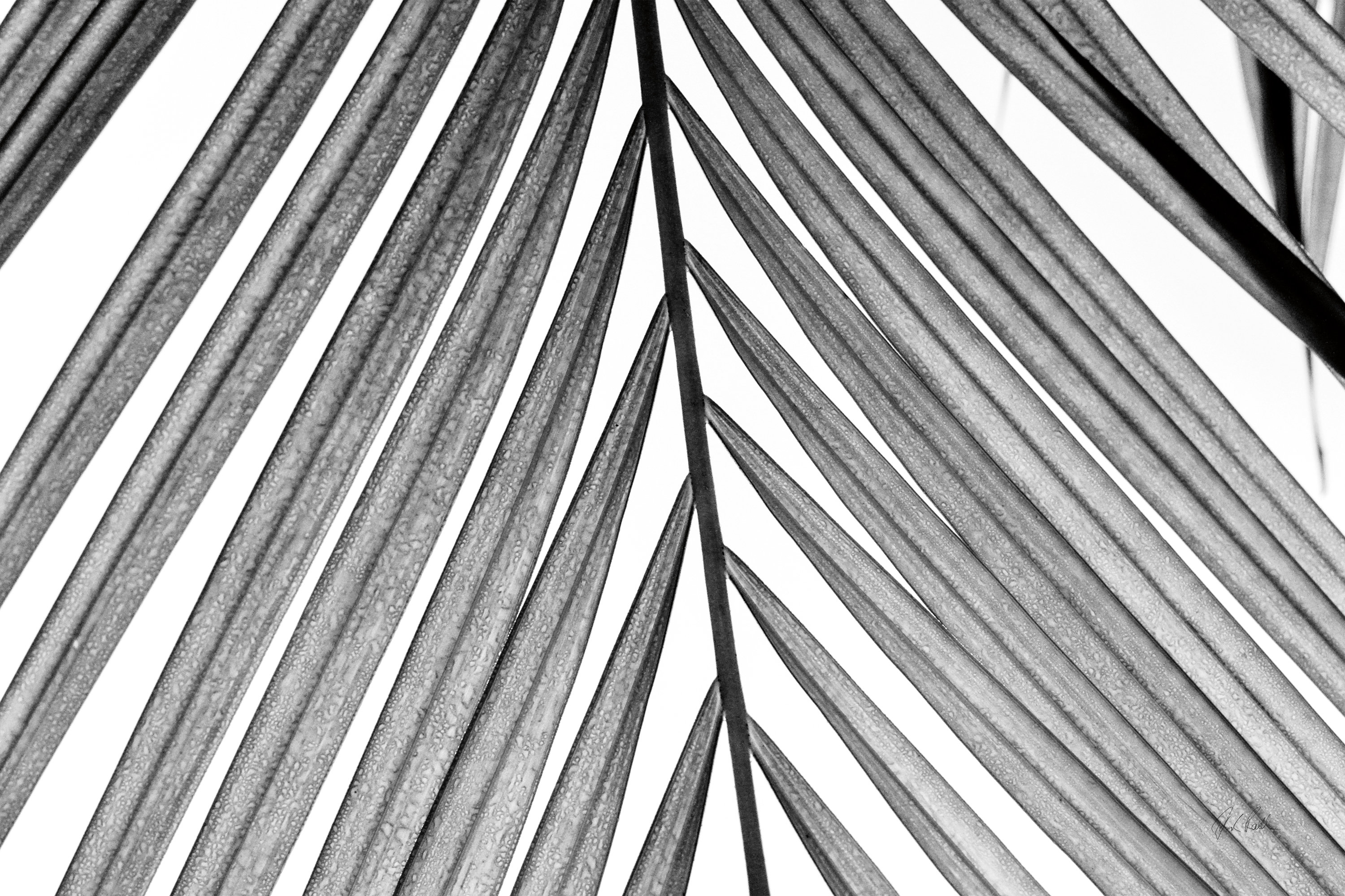 Bay Isle Home™ BW Fern I by Deborah Revell | Wayfair