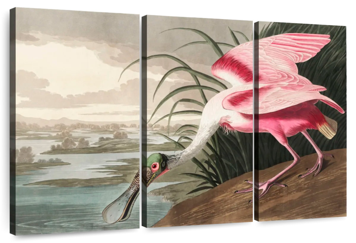 Ebern Designs Roseate Spoonbill | Wayfair