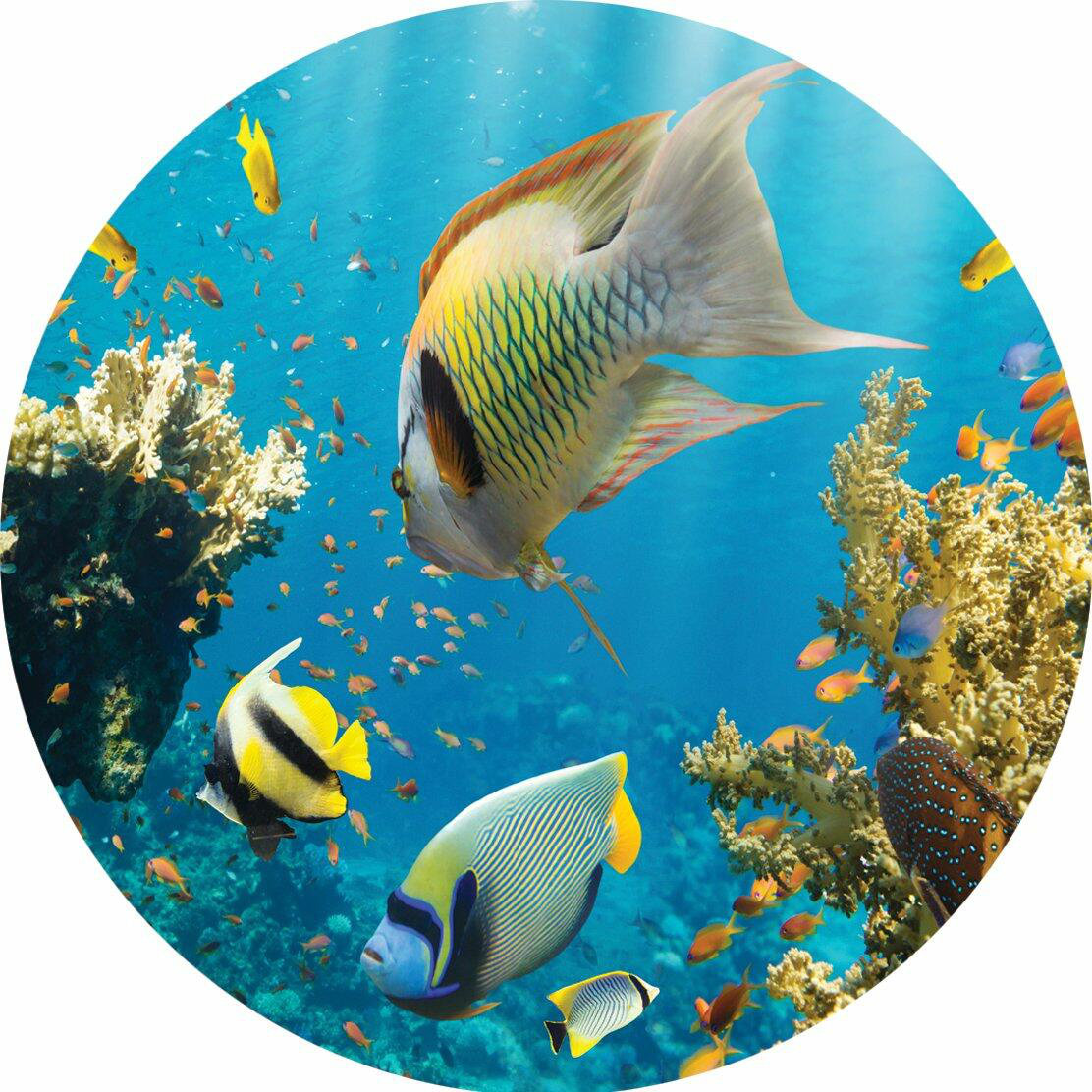 Happy Larry Perfect Pets Coaster - Fish | Wayfair.co.uk