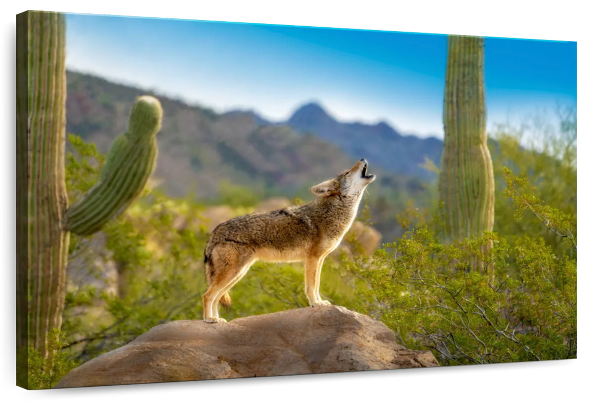 Ebern Designs Brampt Howling Desert Coyote - Wayfair Canada