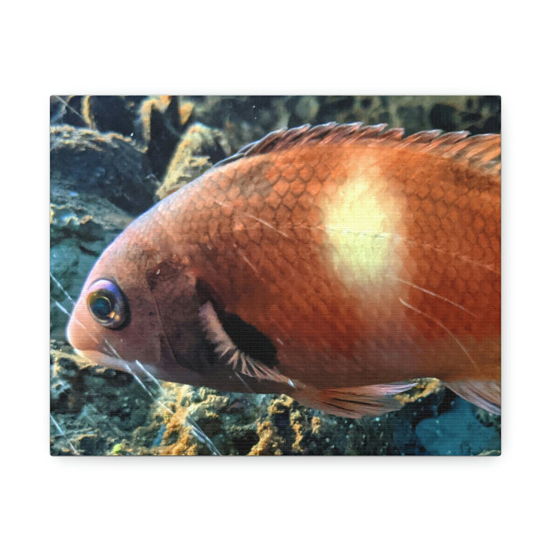 Dovecove Orange Fish by Kelly Johnson - Wrapped Canvas Graphic Art ...