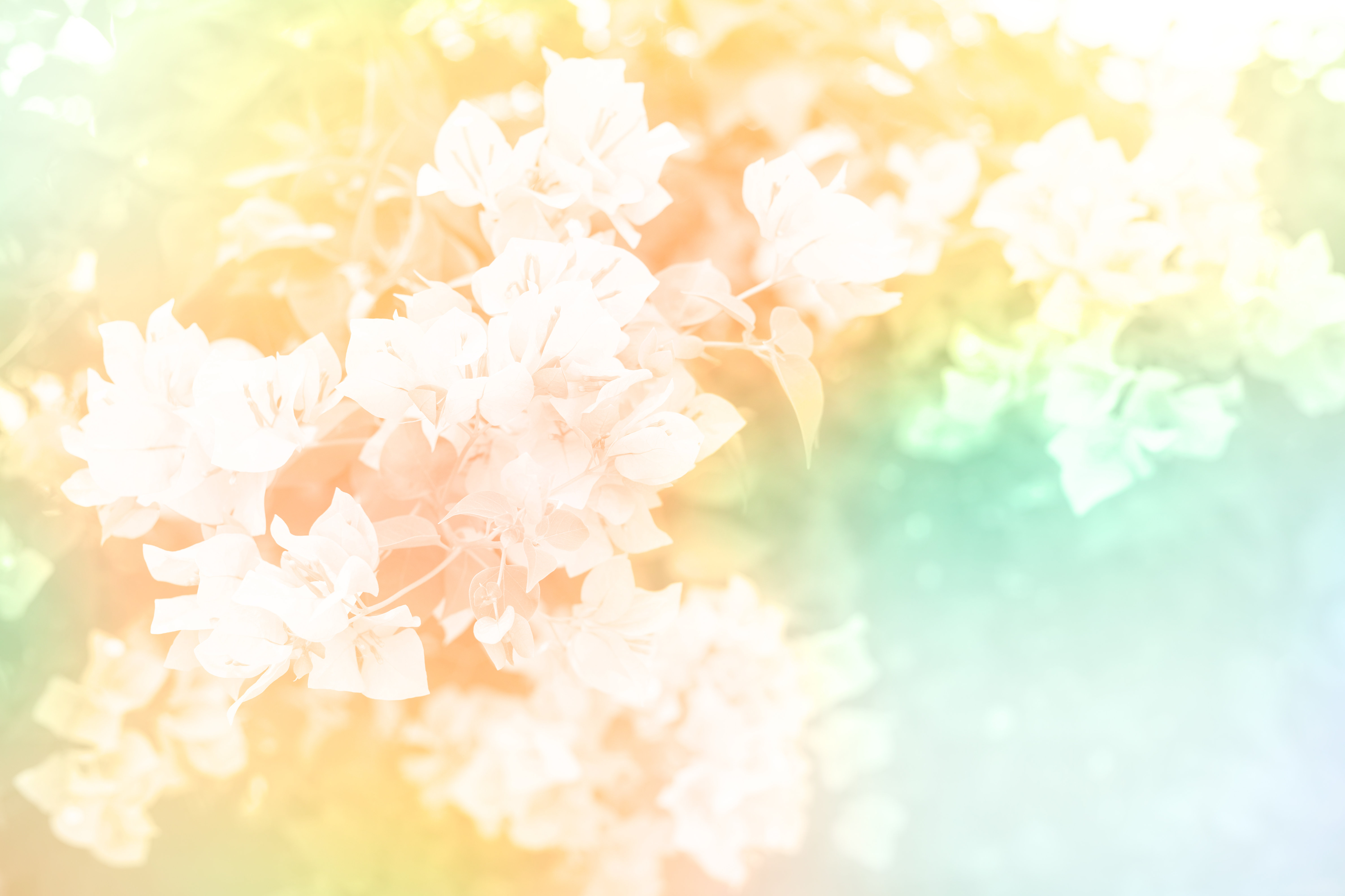 Wildon Home® Adalize Flower Background by Ojoel - Wrapped Canvas ...